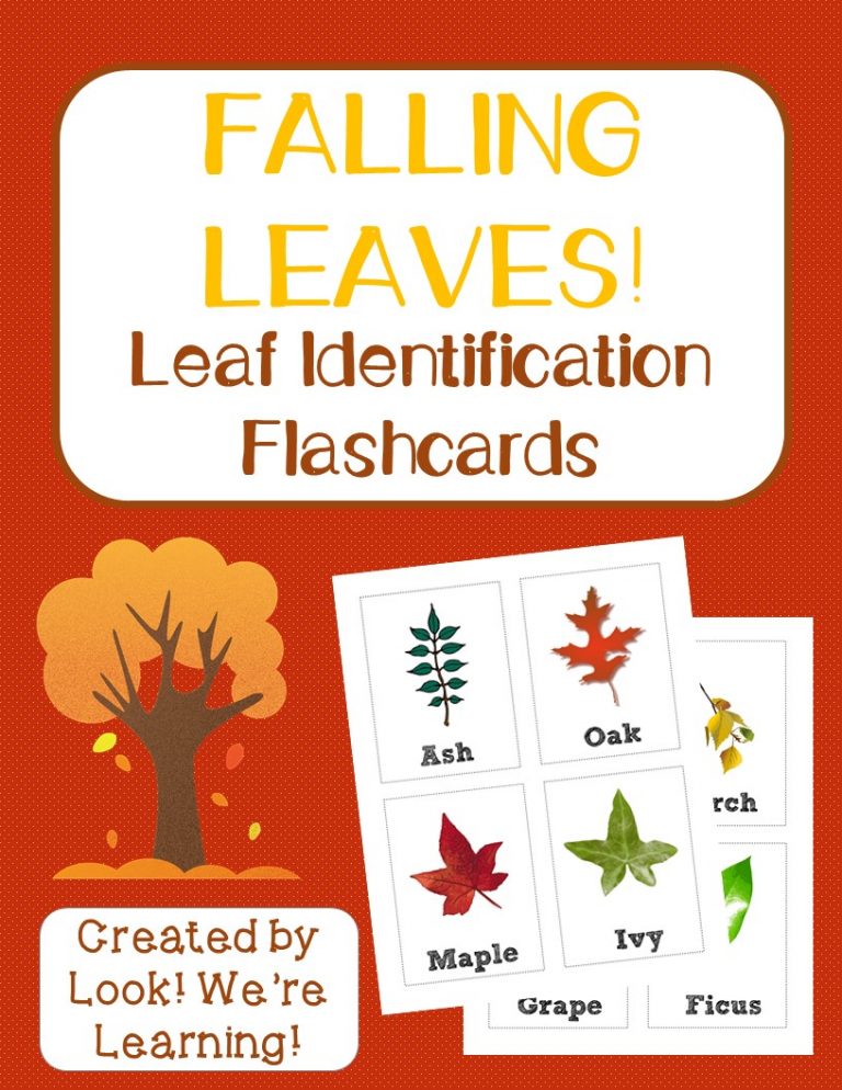 Falling Leaves! Leaf Identification Flashcards and Matching Activity Cards