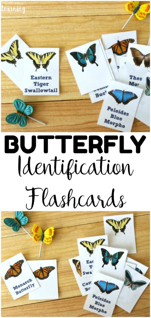 Printable Butterfly Identification Cards - Look! We're Learning!