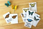 Printable Butterfly Identification Cards - Look! We're Learning!