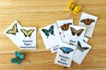Printable Butterfly Identification Cards - Look! We're Learning!