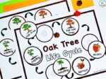 Oak Tree Life Cycle Sequencing Activity - Look! We're Learning!