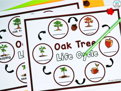 Oak Tree Life Cycle Sequencing Activity - Look! We're Learning!